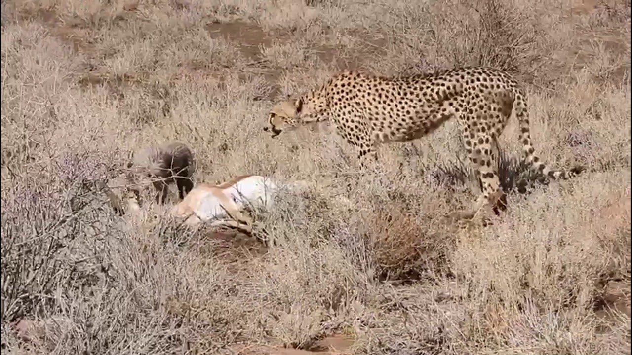 Kyk: Jagluiperd en kleintjies, Kgalagadi! - YouTube