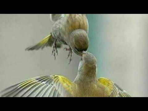 Muhabbet Kuşu Kağıtla Oynuyor #muhabbetkuşu #muhabbetkuşusesi #muhabbetku #kuşlar #birds #bird #kuş