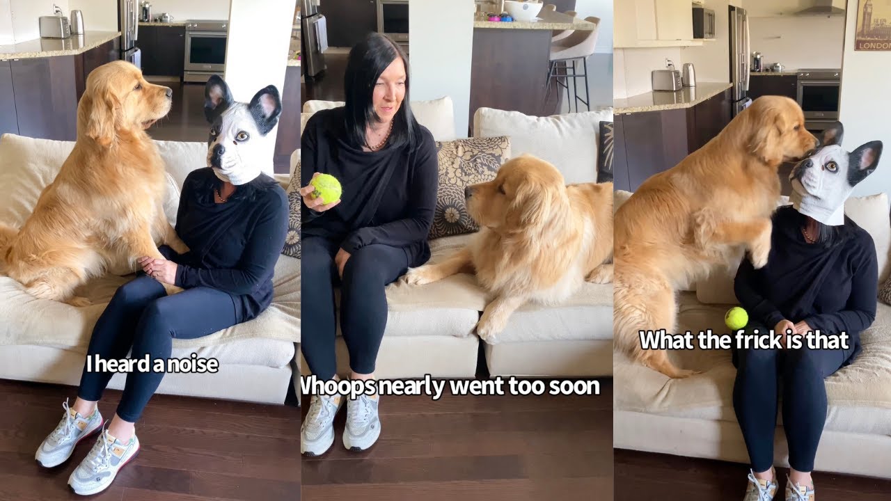 Dog Reacts To Mum Wearing Fake Dog Head - YouTube