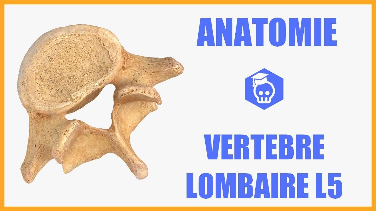 ANATOMIE - Cinquième vertèbre lombaire (L5), sacralisation et ...