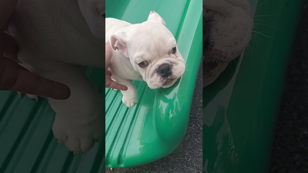 Bulldog Baby Bazooka playing in the park - YouTube