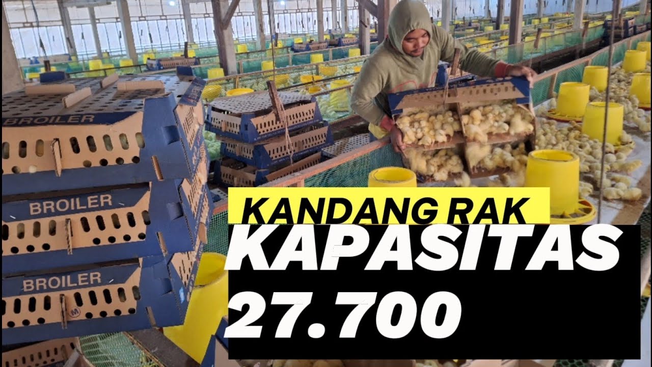 KANDANG RAK KOLONI DOC SILGA POPULASI 280 BOX - YouTube