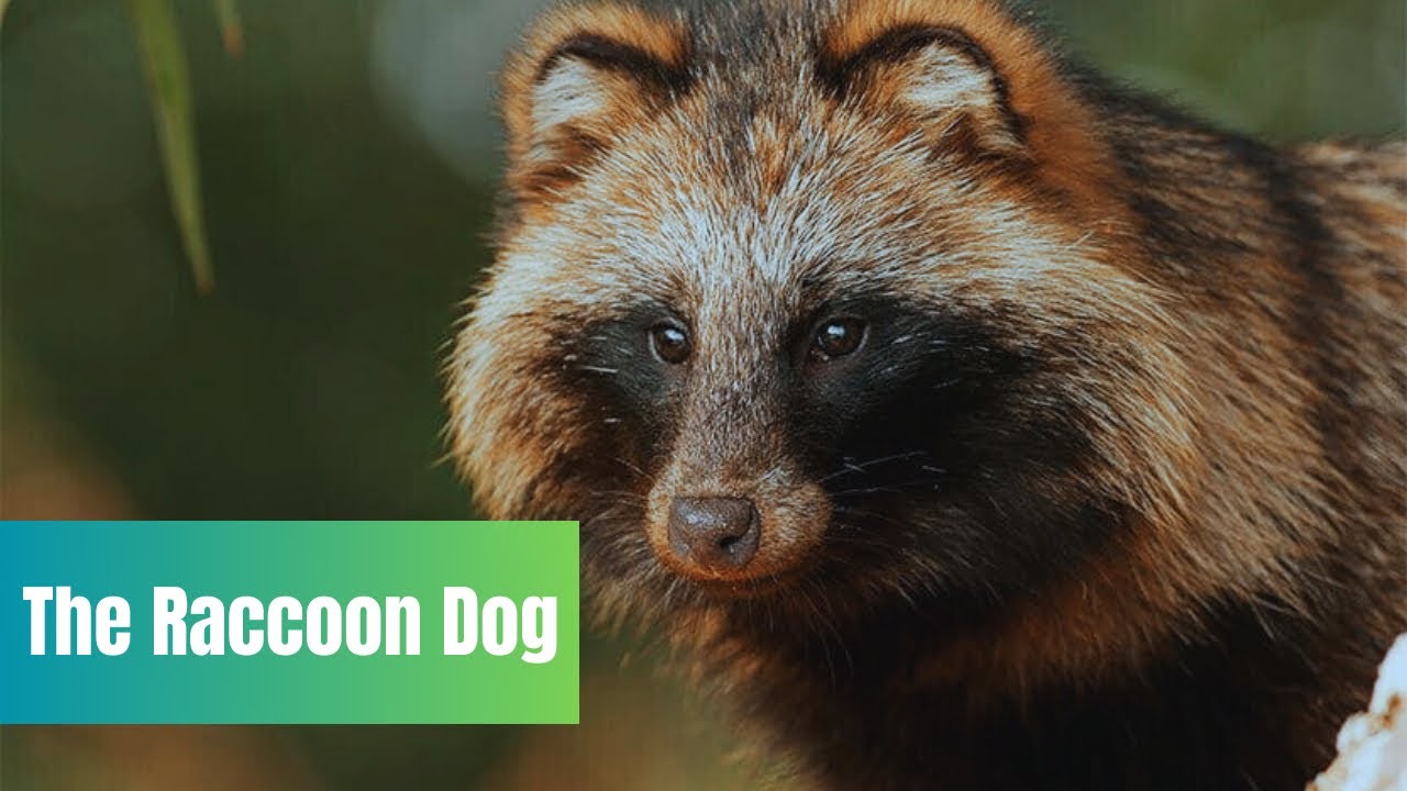 Raccoon Dog | East Asia’s Fascinating Canid - YouTube