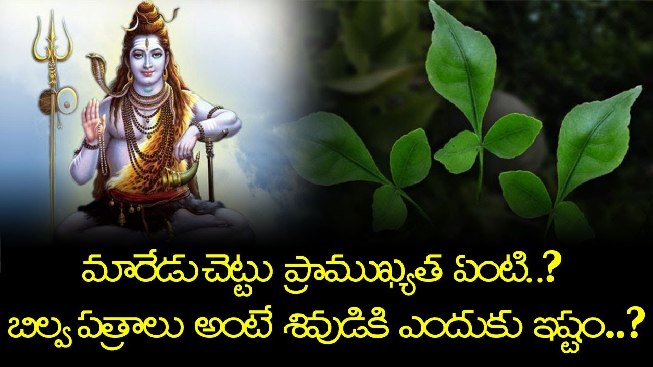 Lord Shiva Likes To Bilva Patra Leaves | Why is Bilva leaf offered to ...