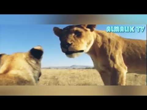 Multfilm uzbek tilida Sherlar Makoni /Мультфильм Узбек тилида Шерлар #Multfilmuzbektilida #multik