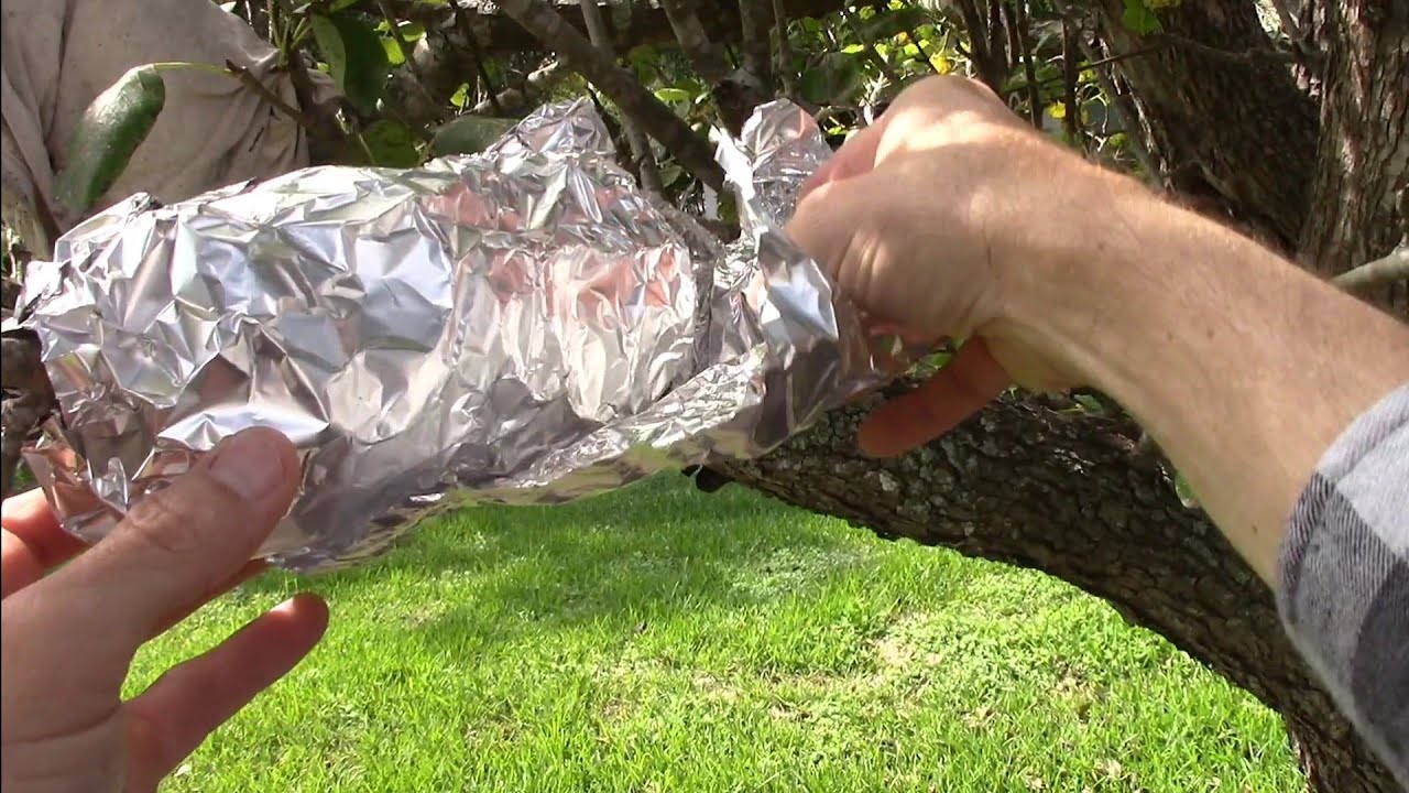 Air layering the pear tree results three months later @ Timeline ranch ...