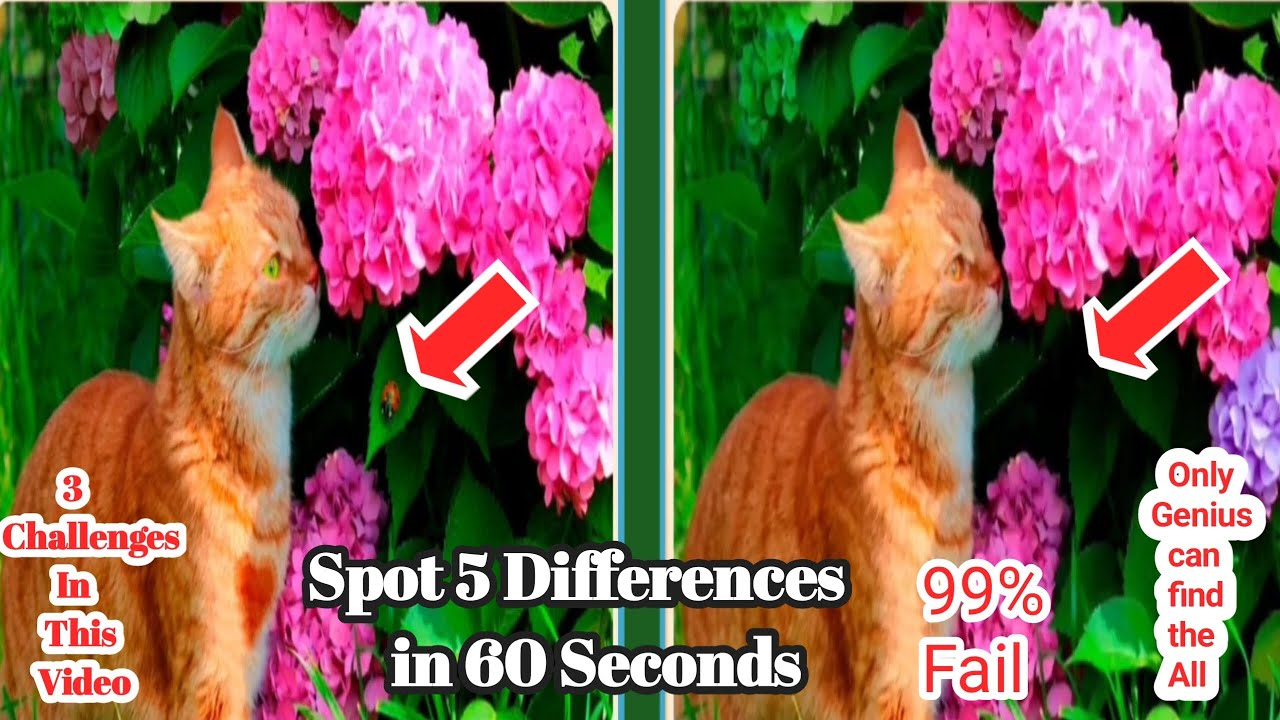 Spot The Differences!Spot 5 Differences in 60 Second😇!99% Fail!#Puzzle-48! - YouTube