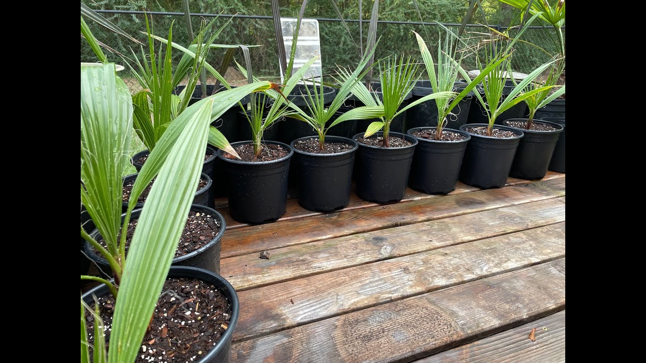 Washingtonia Palm Seedling Update | Transplanting Complete! - YouTube