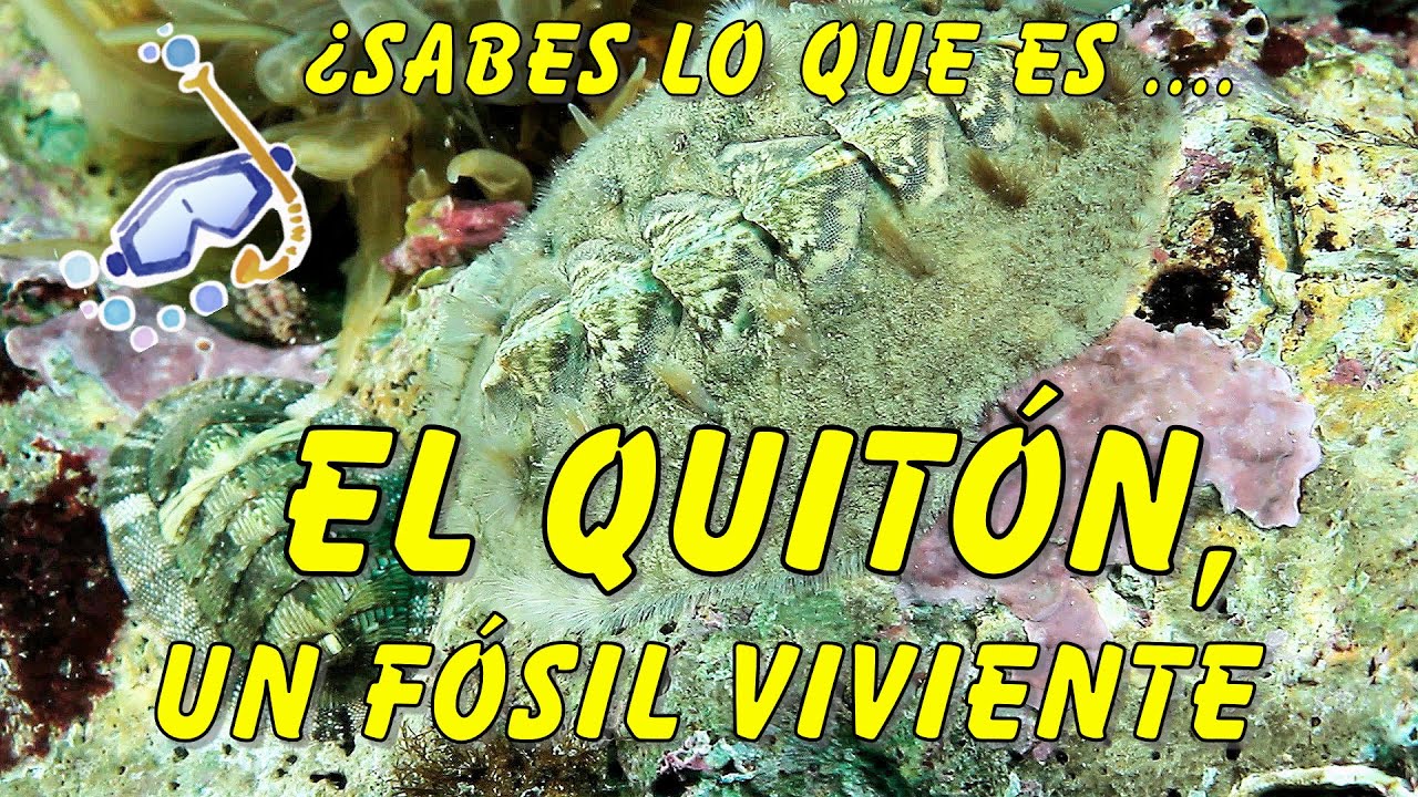 ¿Sabes lo que es un quitón? Un fósil vivo. - YouTube