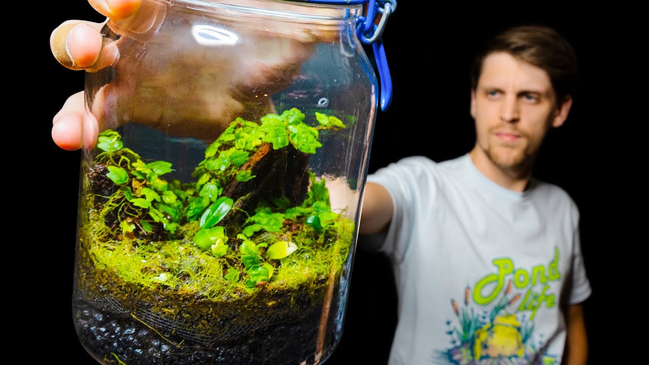I Can't Believe It - My Closed Terrarium 6 Years Later... - YouTube