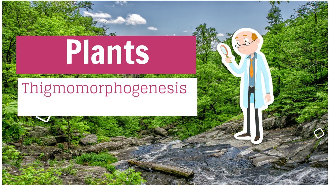 Thigmomorphogenesis - YouTube