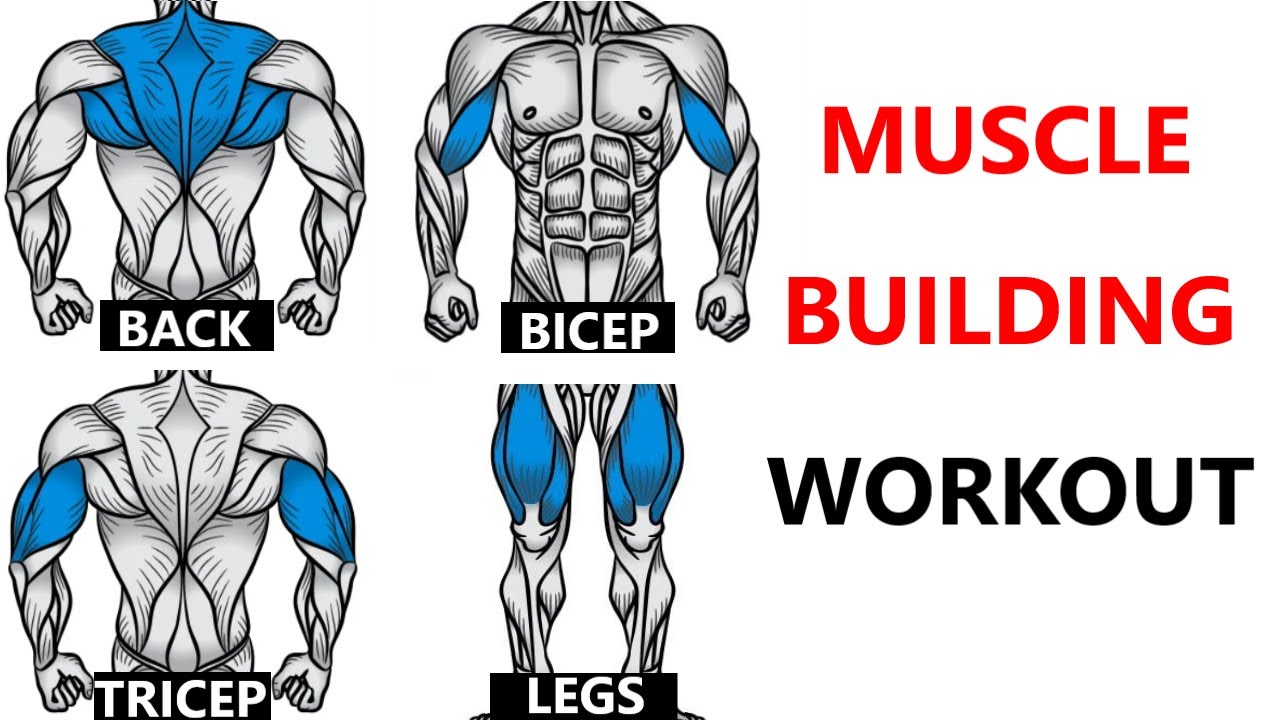 LEGS | BACK | BICEPS | TRICEPS | MUSCLE BUILDING WORKOUT | BEGINNER ...