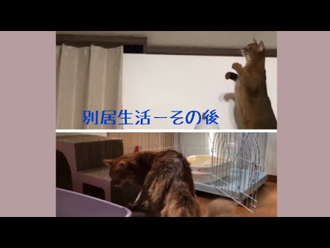 別居生活ーその後のアポロンとレオン/A separate life. After that, apolon and Leon - YouTube