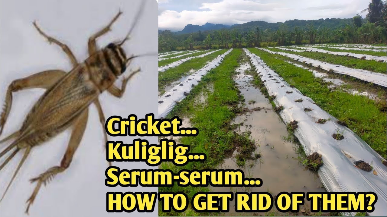 PAANO MAIWASAN ANG KULIGLIG O CRICKET SA ATING TANIM NA AMPALAYA ...
