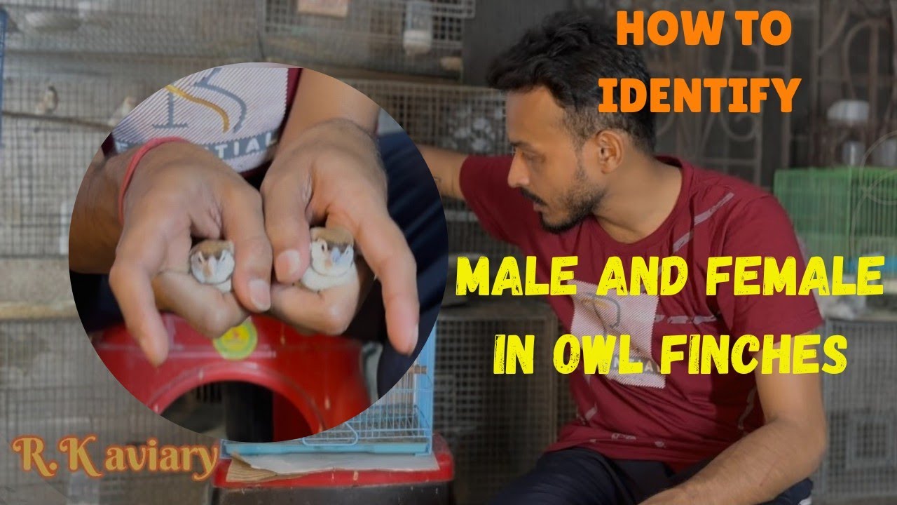 How To Identify The Male And Female In Owl Finches Male And Female Owl Finches Difference