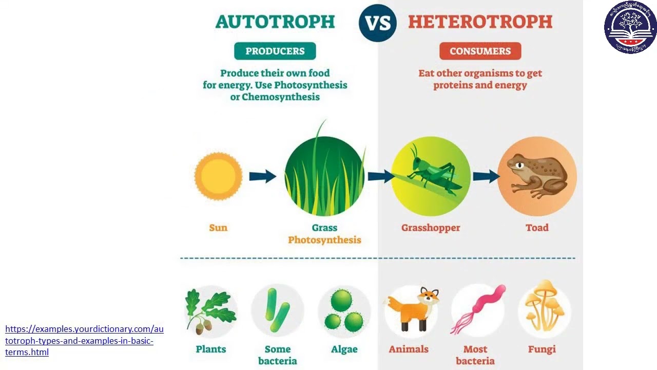 Grade 10 Biology, Chapter 4, Part 1 - YouTube