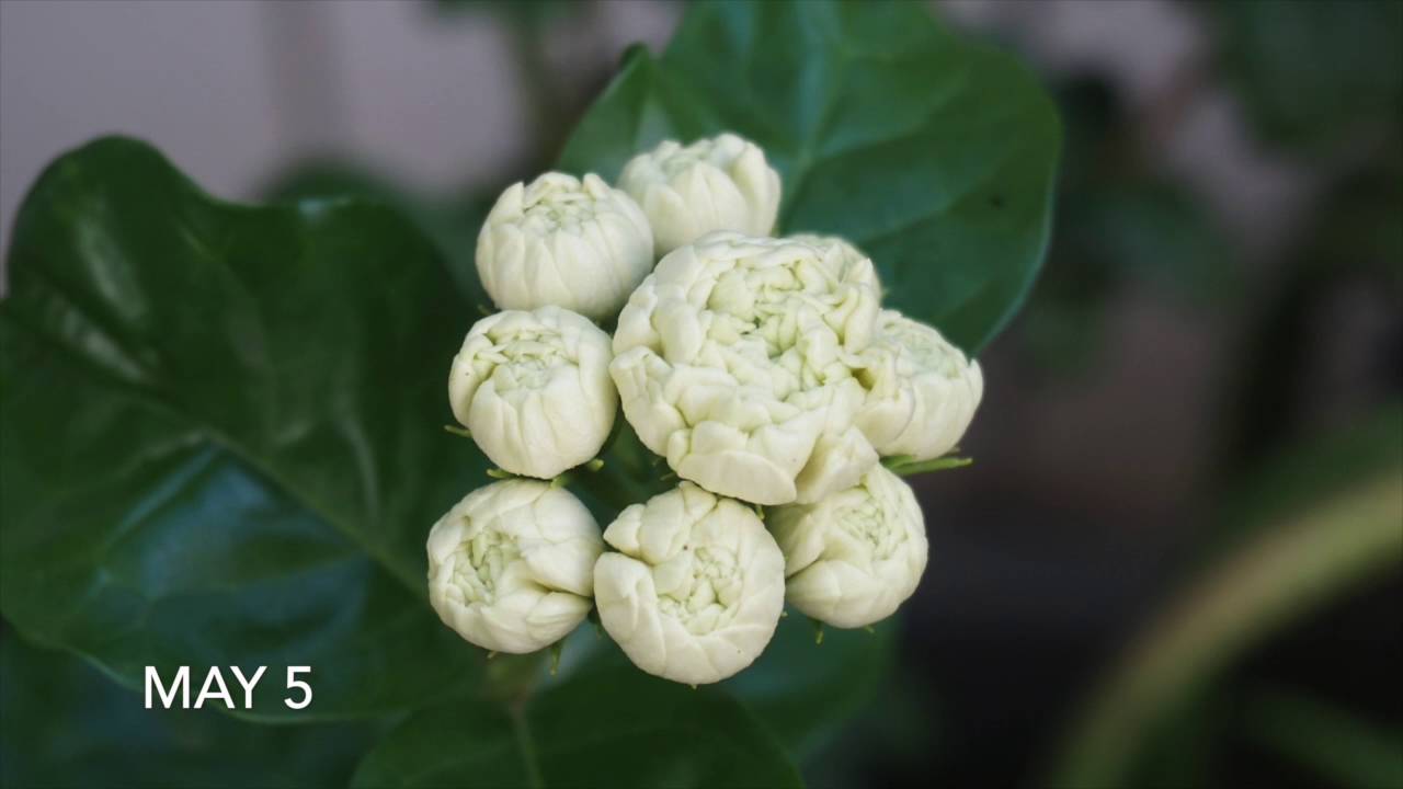 Rose Pikake - YouTube