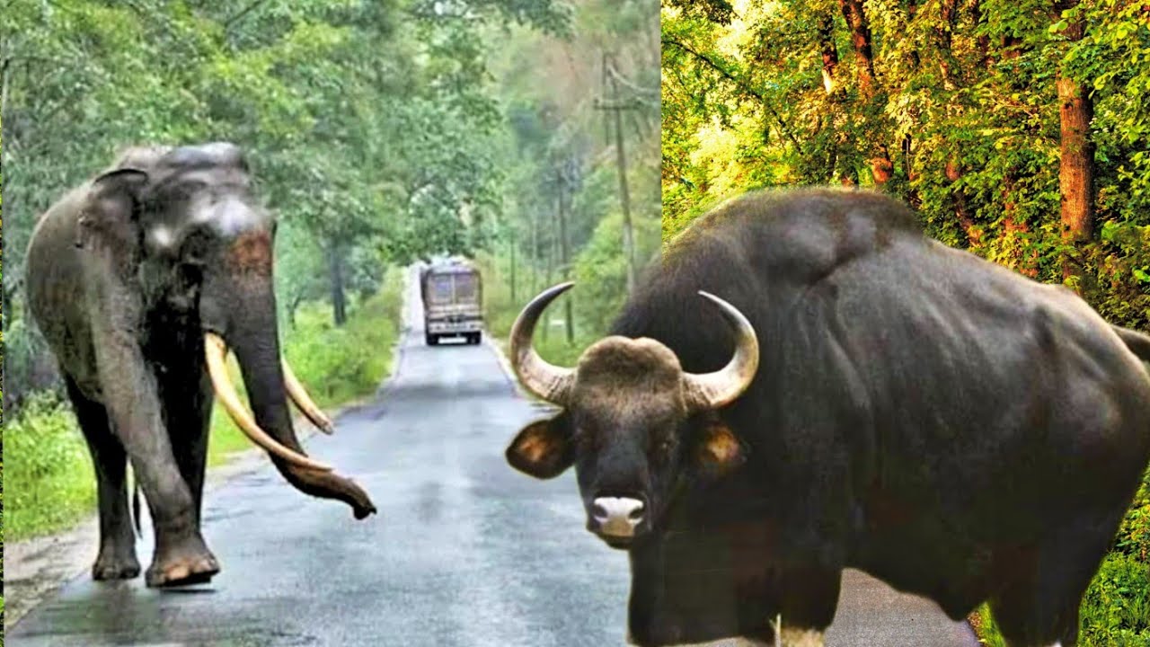 Full Enjoy Trip Wayanad | Calicut Wayanad Muthanga Animals Forest ...