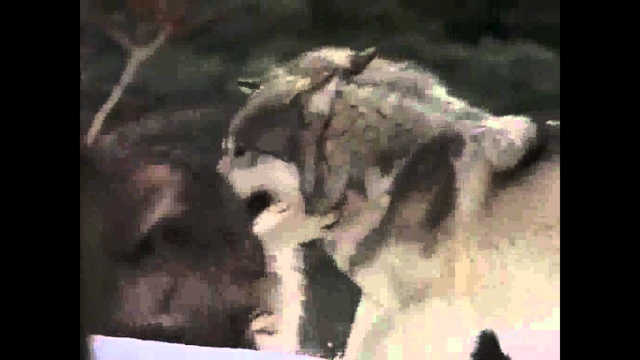 The Guess Who - Clap For The Wolfman (with lyrics) - YouTube