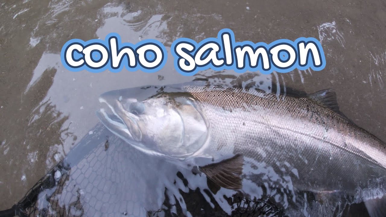 COHO SALMON FISHING | SEPTEMBER 16, 2022 #COHOSALMONFISHING# ...