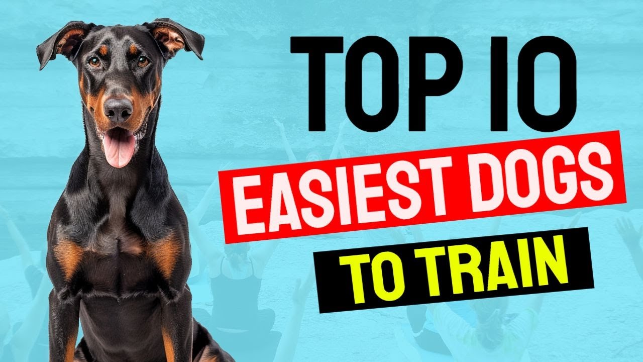Top 10 Easiest Dogs to Train | Intelligent and Obedient Dog Breeds ...