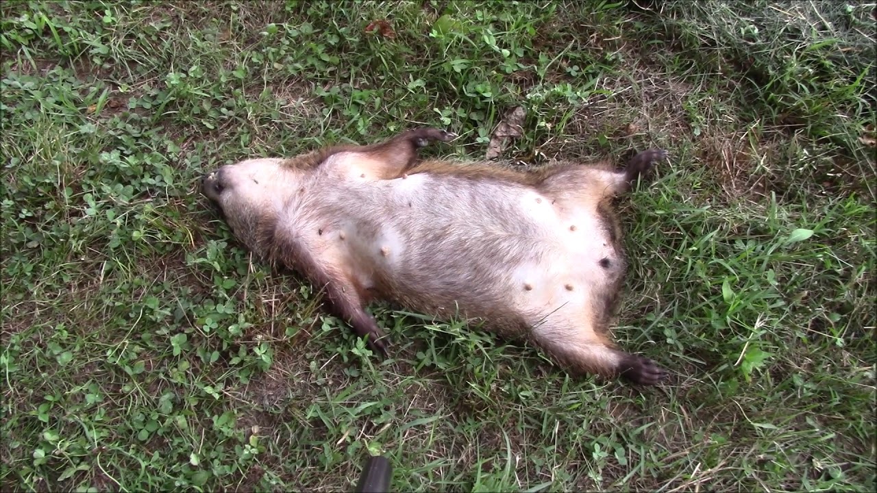 July 2018 Groundhog Hunting - YouTube