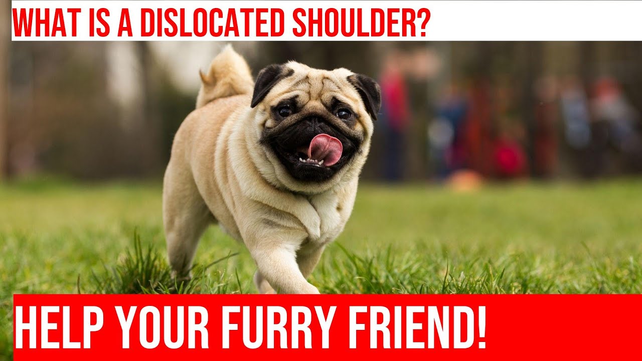Signs of Dog Dislocated Shoulder: How to Help Your Pet - YouTube