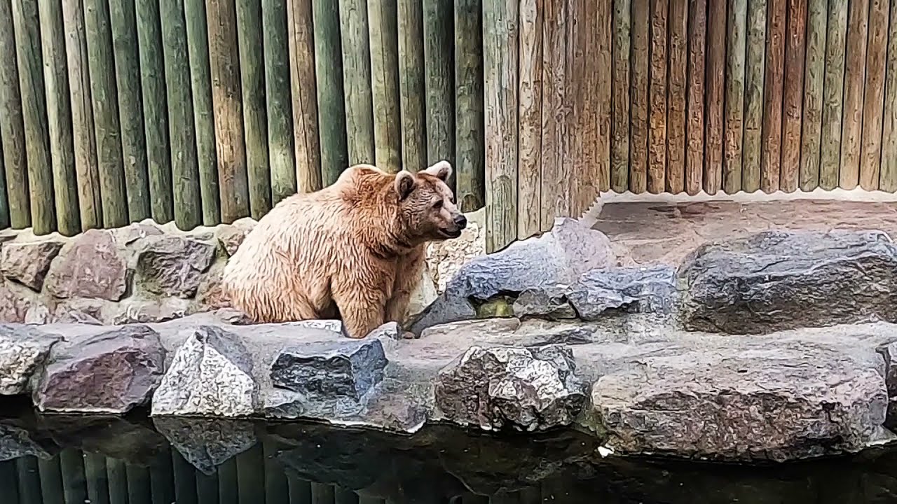 Suisse : zoo de Servion - YouTube