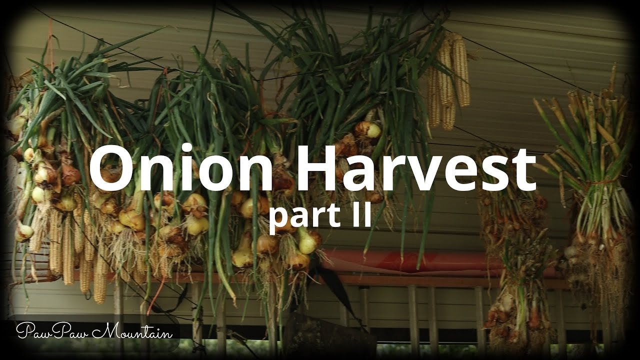 Onion Harvest / Spring Onions part II - YouTube