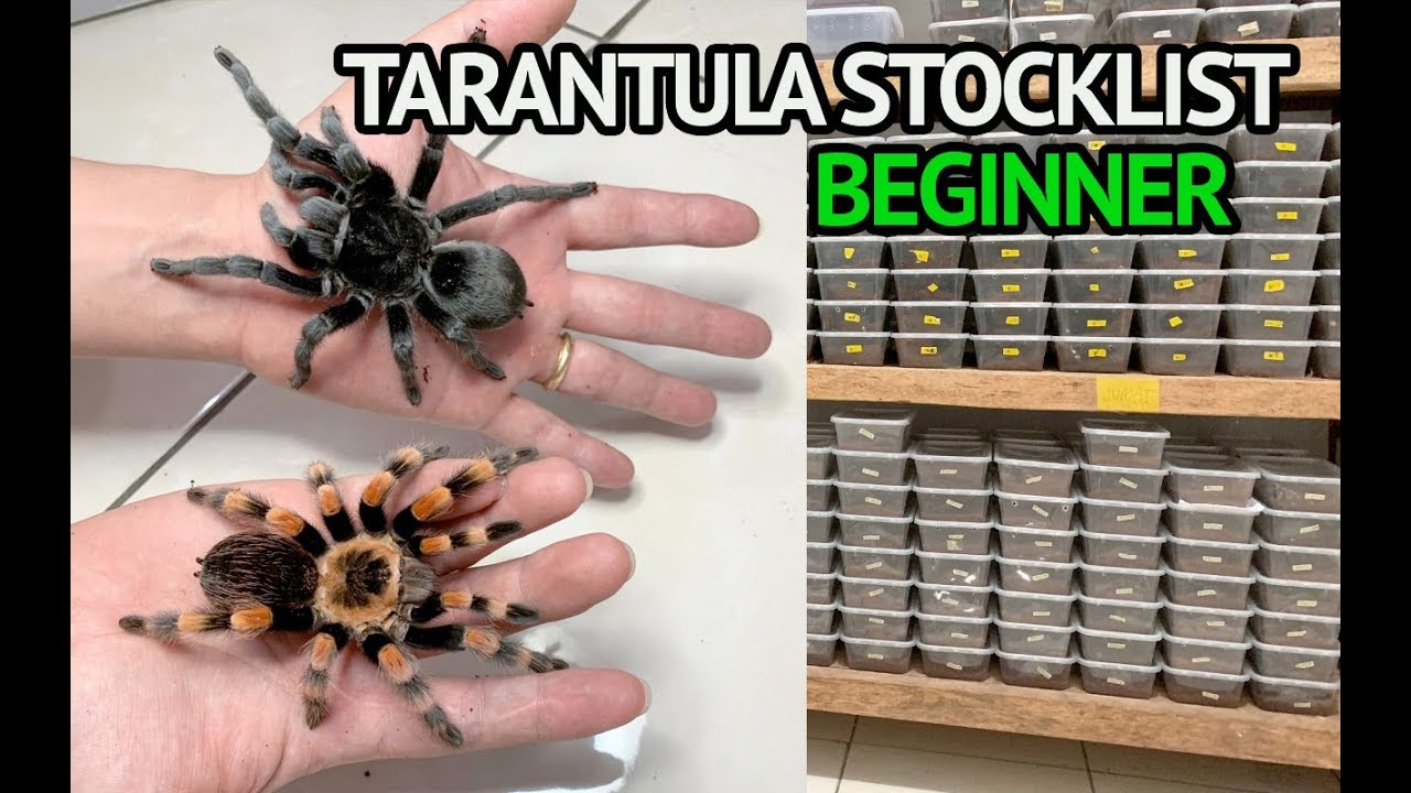 Tarantula Stock Beginner - November 2019 - YouTube
