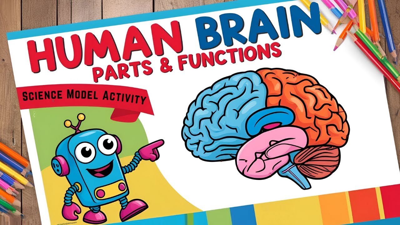 Human Brain Parts Of Human Brain Amazing Facts About Human Brain human-brain-parts-of-human-brain-amazing-facts-about-human-brain