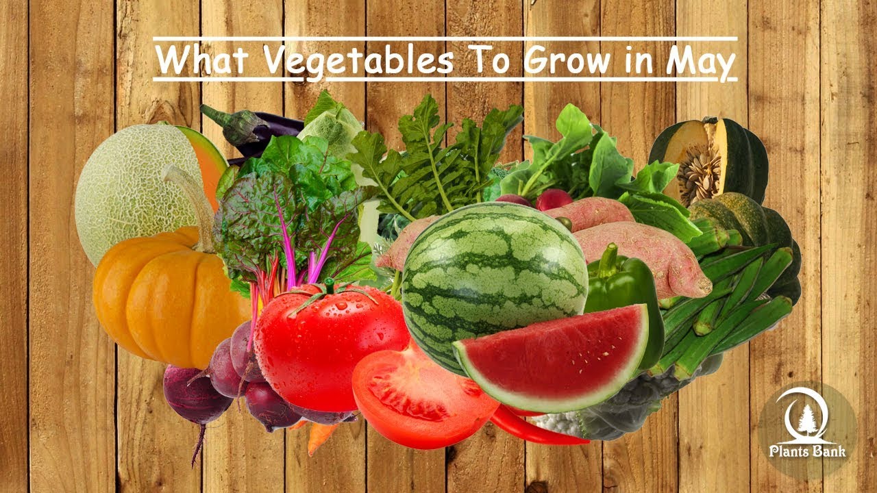 What Vegetables To Grow in May - YouTube