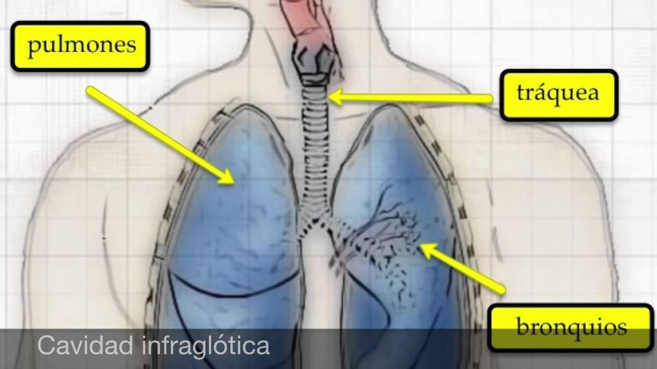 Aparato Fonador - YouTube