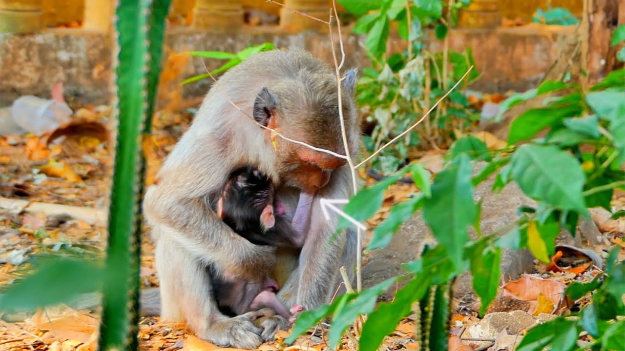 Best enjoy...Mommy monkey SARAH plays with her baby monkey SAM look so ...