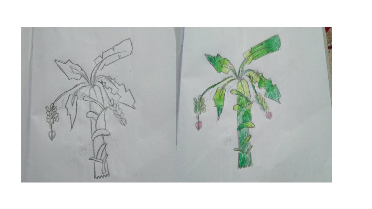 how To Draw A Banana Tree draw Banana Tree step By Step Draw Banana Tree YouTube how To Draw A Banana Tree draw Banana Tree step By Step Draw Banana Tree YouTube