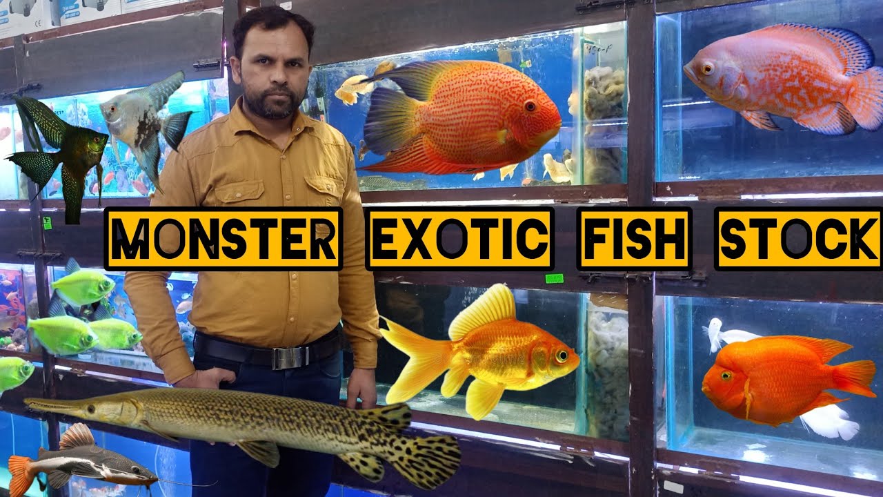 Newly Exotic Monster Fish Stock Update Anmol Aquarium Home Very Low ...