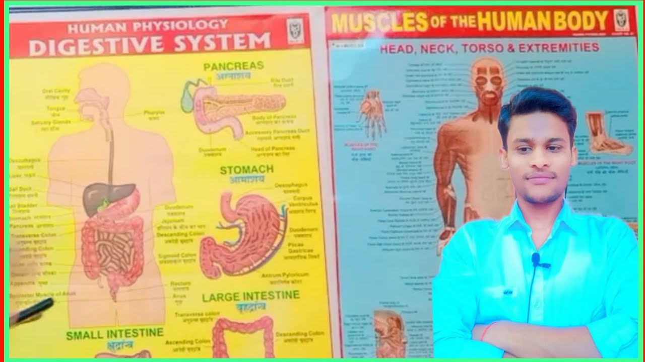 Digestive system in short 🔥 ️ | All in one short | @vinayeducationworld ...