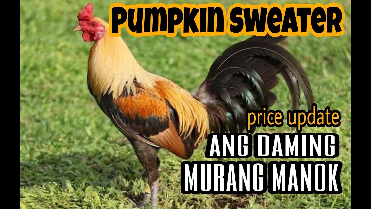 PUMPKIN SWEATER BANDED. WPC BOCAUE PET MARKET UPDATED PRICE - YouTube
