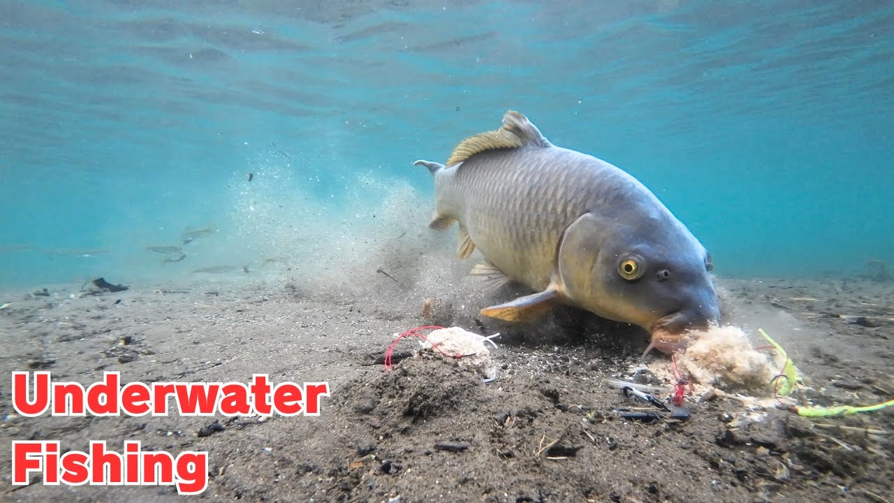 Catching a big carp | Underwater videos - YouTube