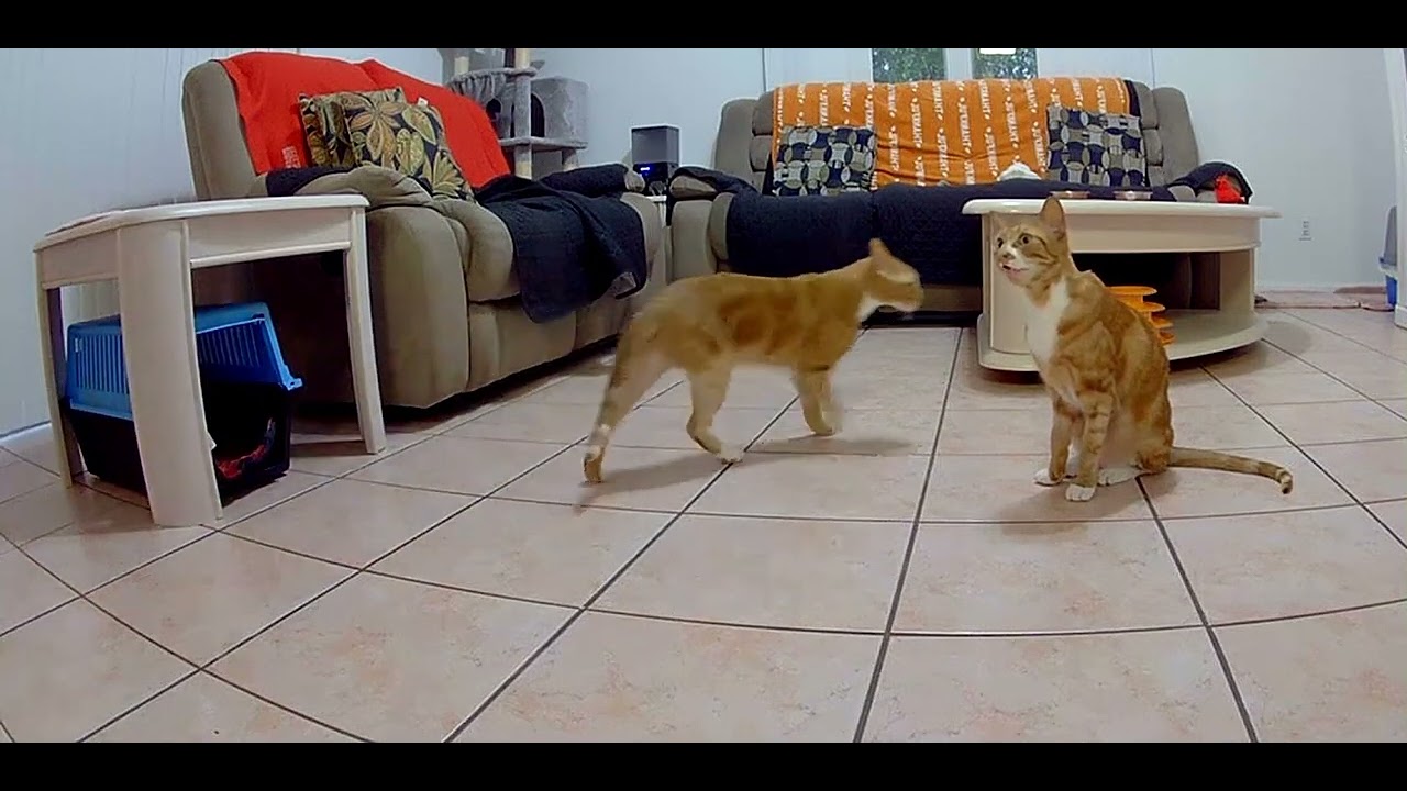 Golden Ginger Brothers. Nemo & KAI 🧡😻BFF’s!!! - YouTube
