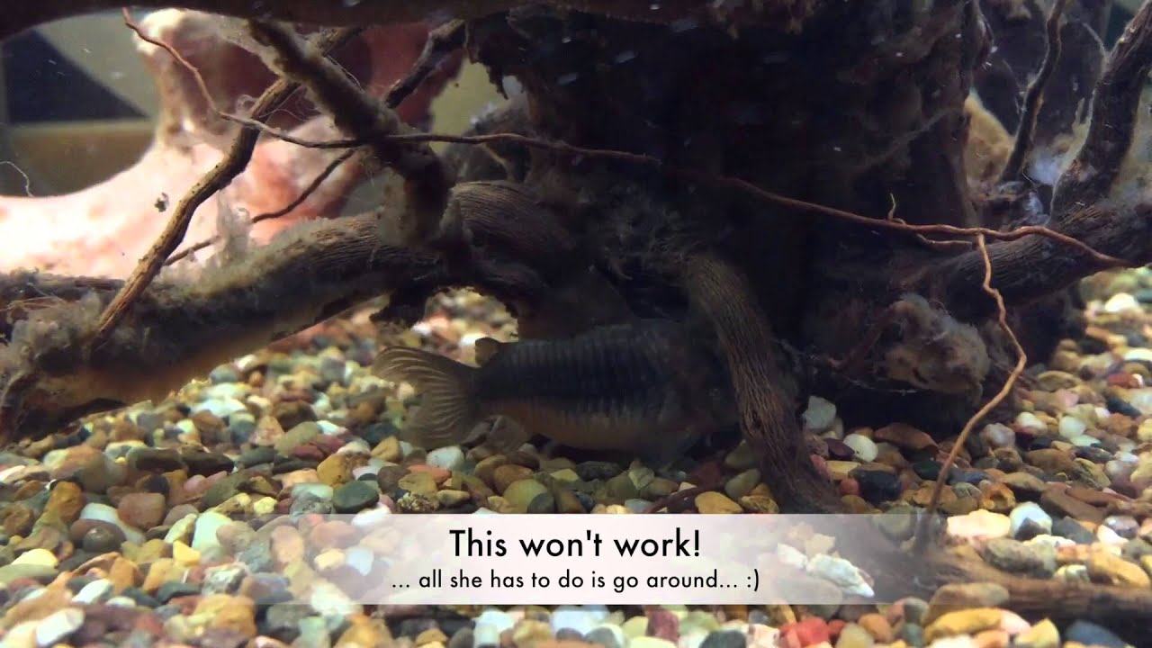 problem solving with fish - YouTube