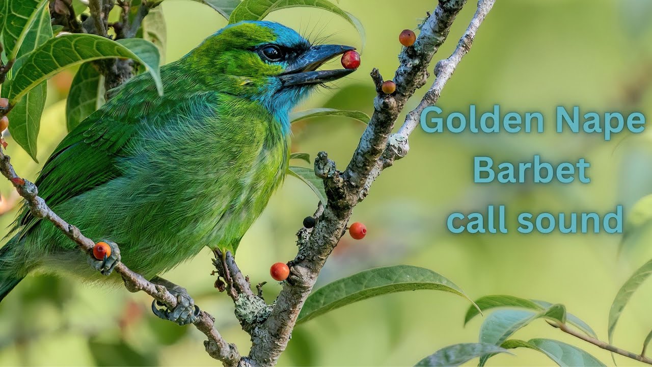 Golden Nape Barbet call sound - YouTube