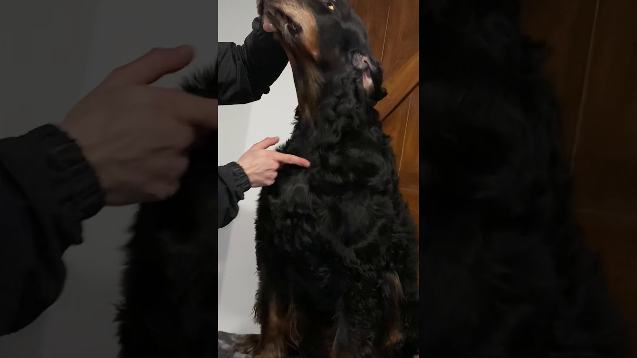Gordon Setter Grooming - clipped neck - YouTube