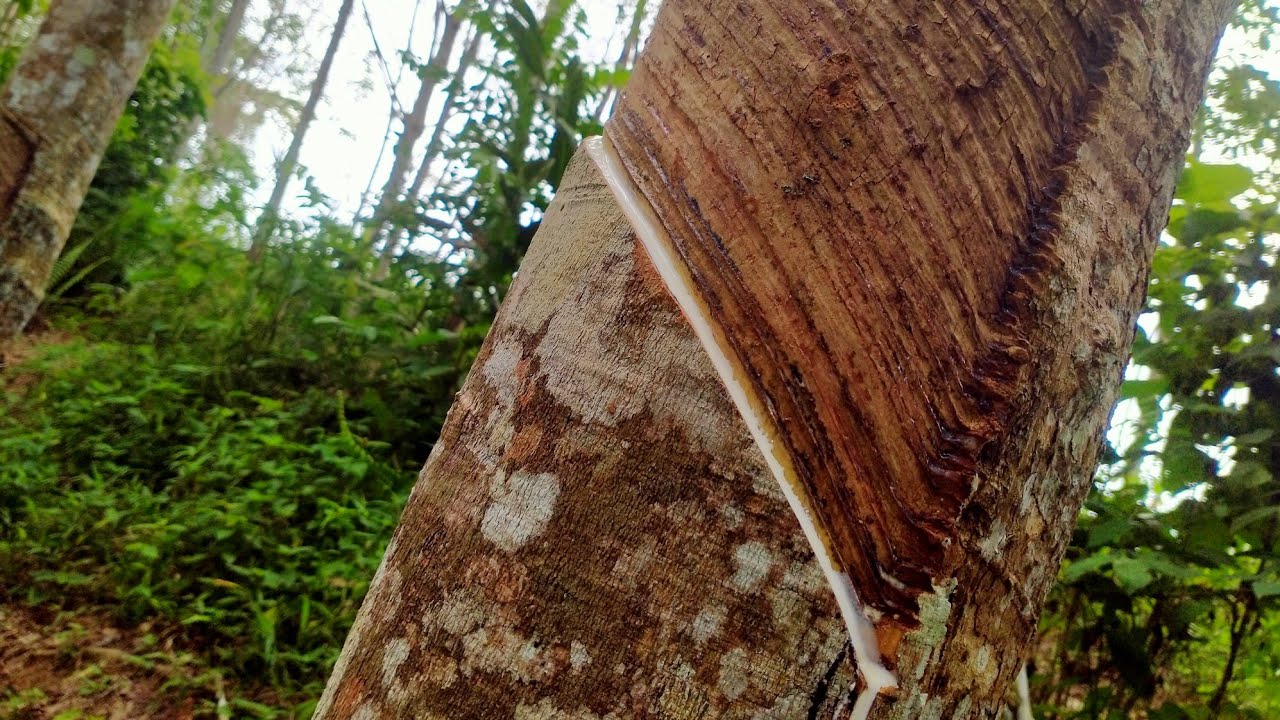 menoreh getah 👉September 19, 2023 - YouTube