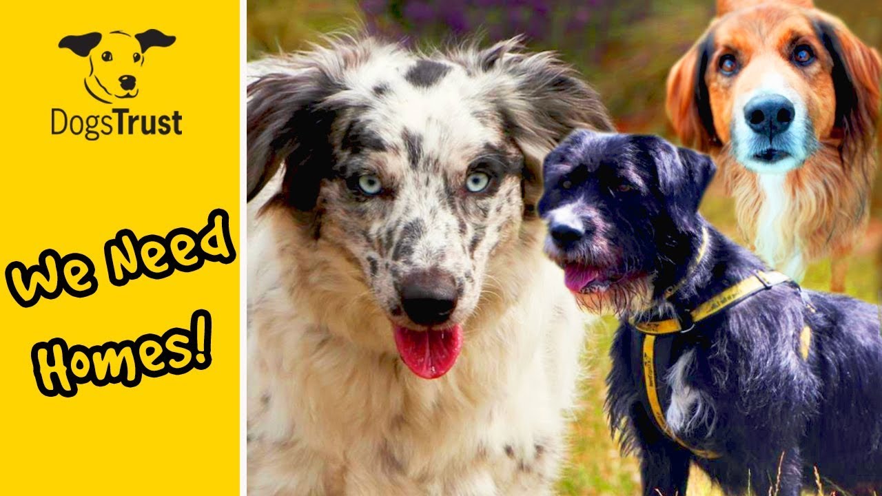 Our Dogs of the Week! | Can You Give Them a Home? | Dogs Trust - YouTube