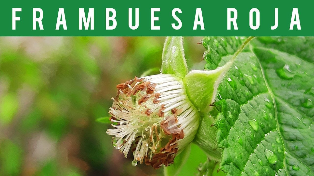 ⚪COMO SON las FLORES de la FRAMBUESA ROJA🌼 (2021) - YouTube