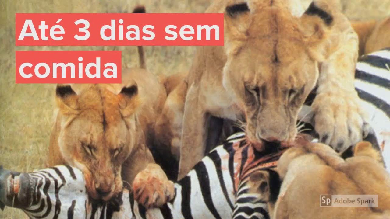 TIGREÃO - CRUZAMENTO DE LEOA COM TIGRE? - YouTube
