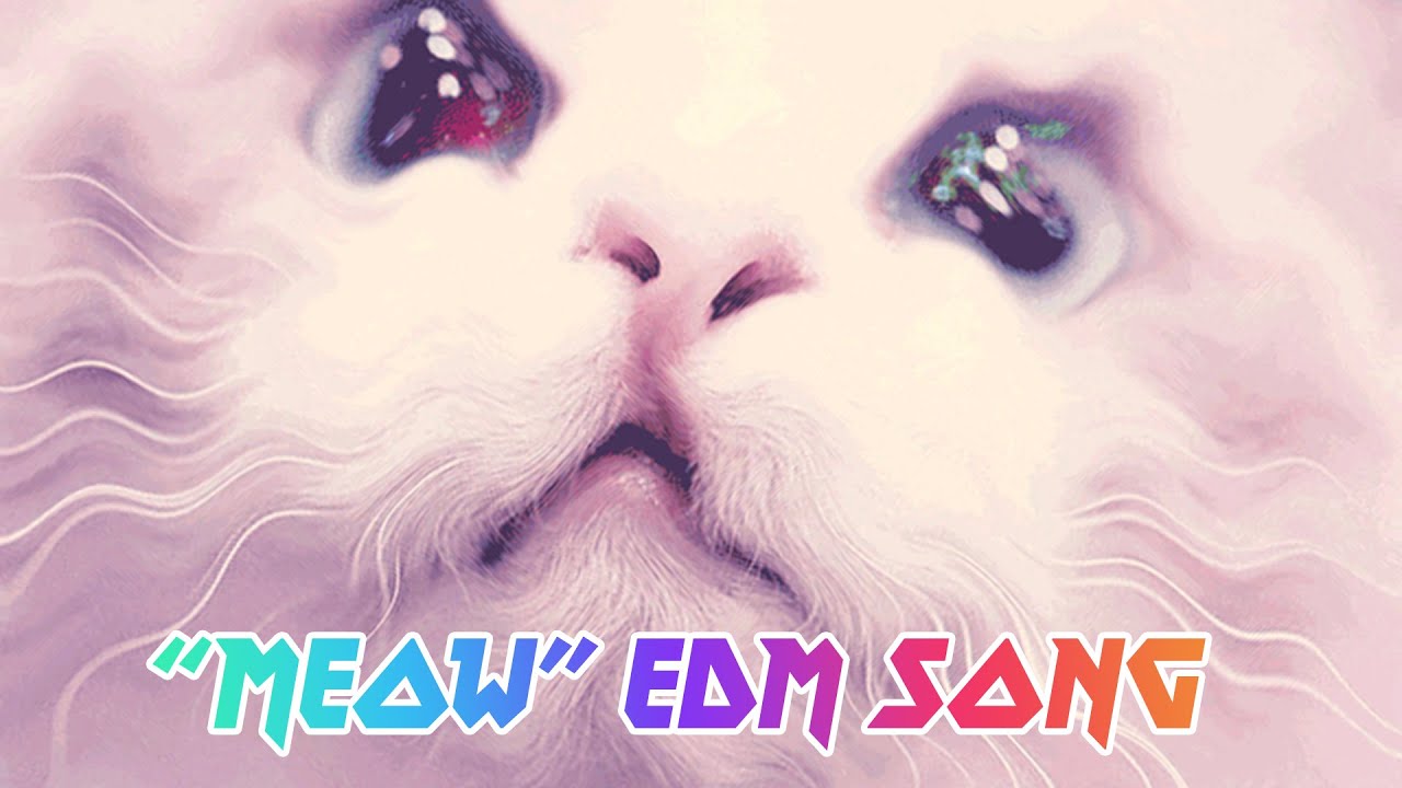 CAT EDM MEOW SONG - YouTube