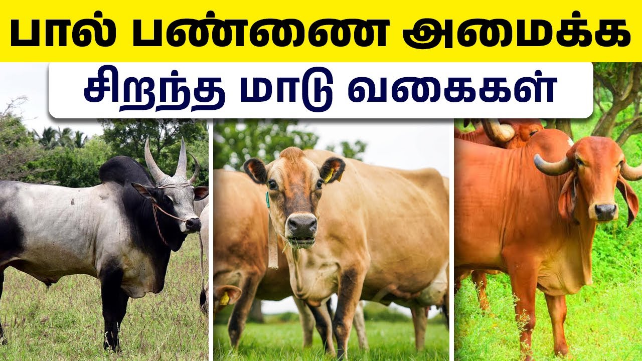 மாட்டு பண்ணை அமைக்க சிறந்த மாடுகள் | How to Start a Cow Farming in ...