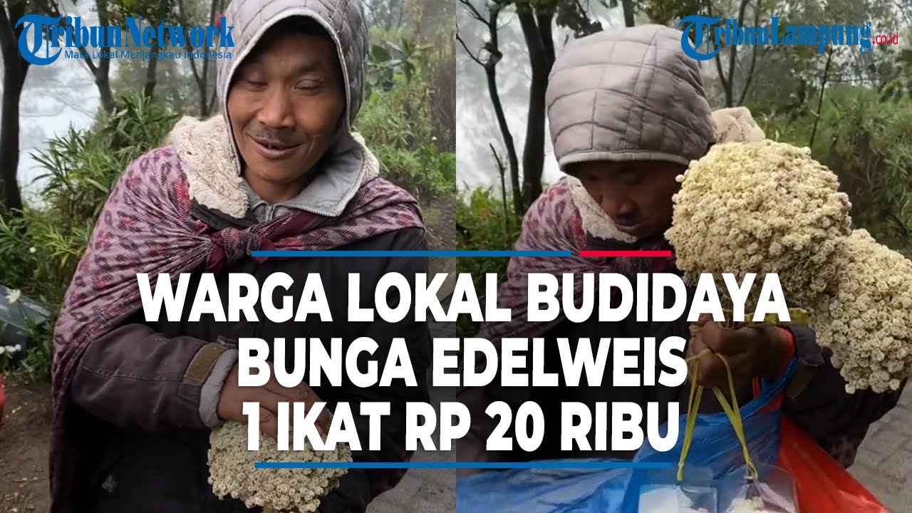 BAPAK-BAPAK JUAL BUNGA EDELWEIS HASIL BUDIDAYA KE PENGUNJUNG BROMO ...
